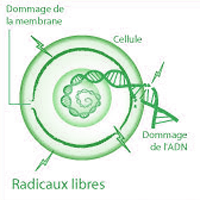 LES RADICAUX LIBRES, FACTEURS DE VIEILLISSEMENT CUTANÉ – Labodahlia